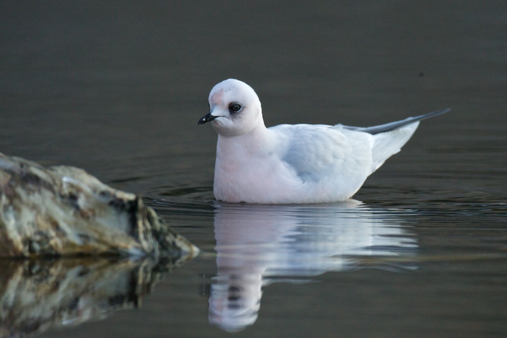 628 miles for a gull? – Flocking Somewhere