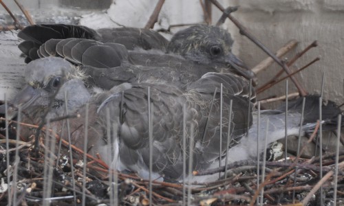 Pigeon Nest On A Ledge – Flocking Somewhere