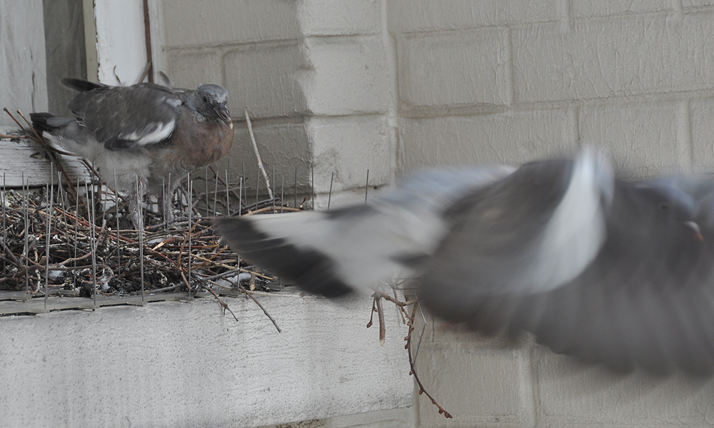 Pigeon Nest On A Ledge – Flocking Somewhere