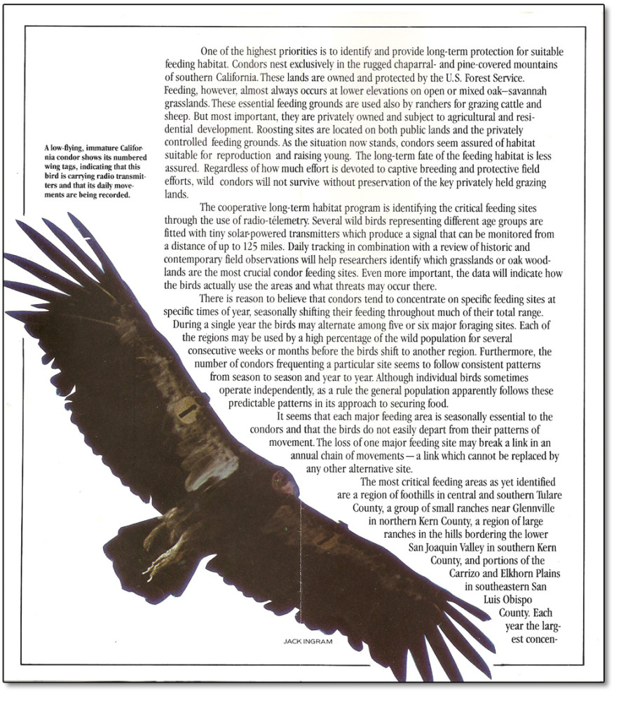 Flight of the (California) Condors – Flocking Somewhere