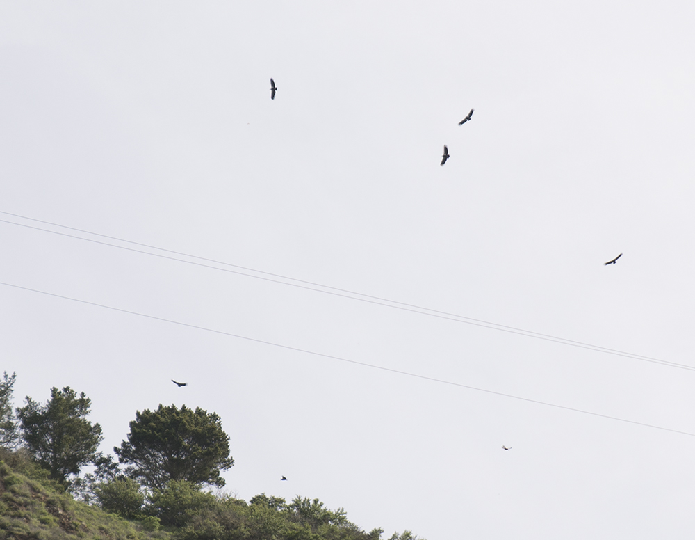 Flight of the (California) Condors – Flocking Somewhere