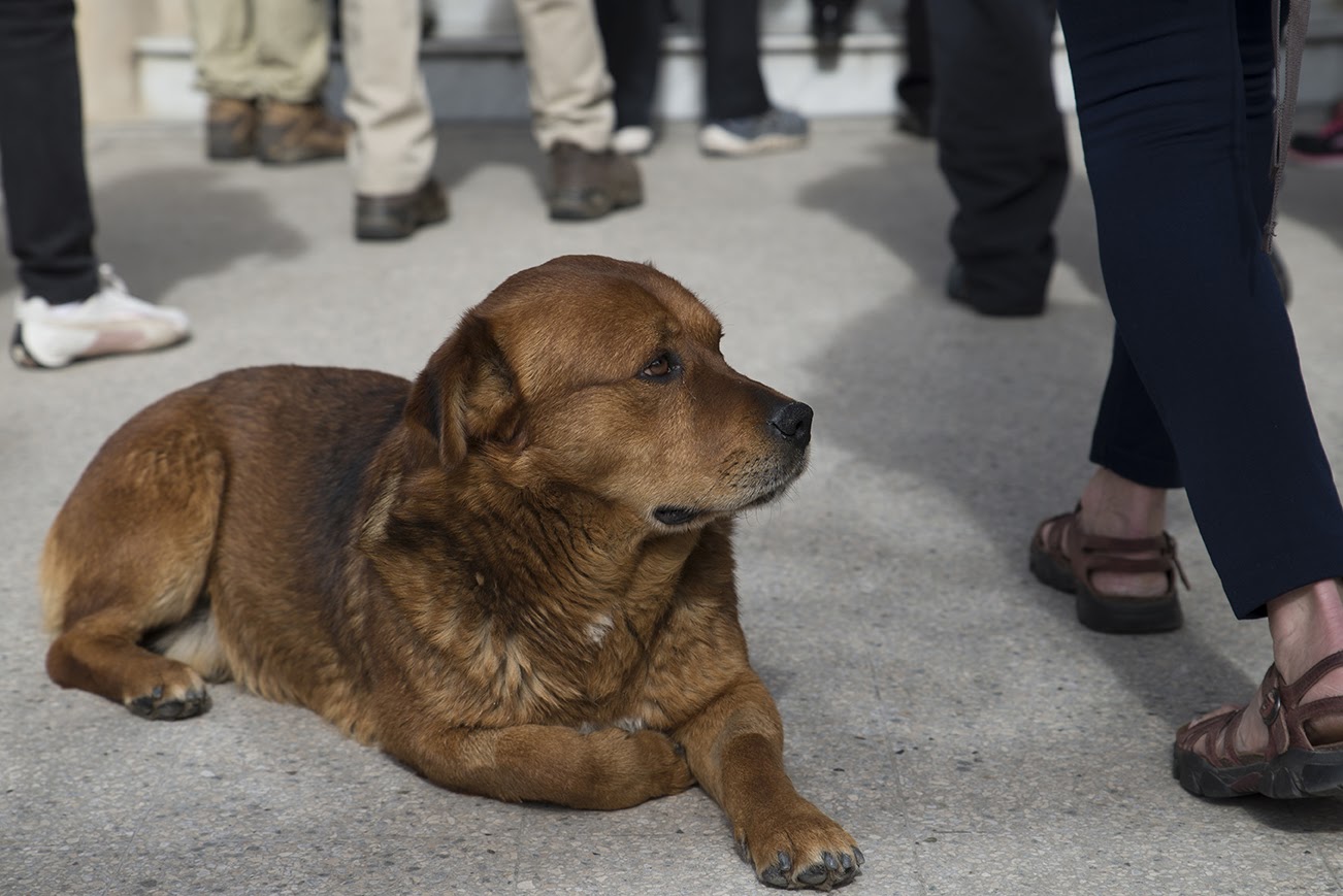 Travel Notes: Chile and Argentina – Flocking Somewhere